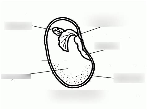 Labeling A Seed Diagram Quizlet