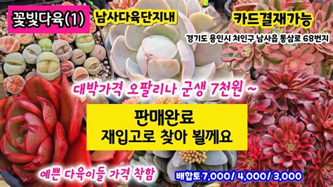 꽃빛다육1 대박 가격 오팔리나 군생 7천 ~ 예쁜 군생 블카누스 봉황탑핑크 Youtube