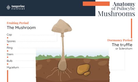 Hallucinogenic Mushrooms Risks And Effects • Tangerine Retreat