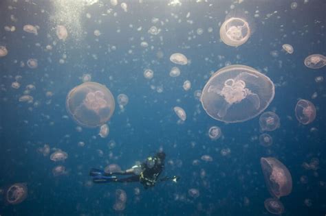 Clean Seas