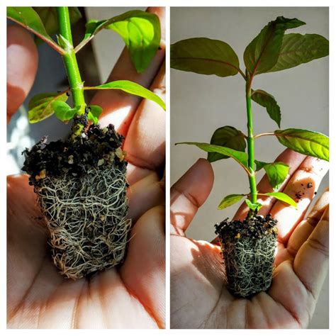 Root Porn 🤤 Malay Red Vein Seedling R Druggardening