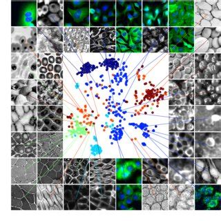 PDF Cellpose A Generalist Algorithm For Cellular Segmentation