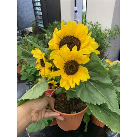 Bunga Matahari Dwaf Renek Shopee Malaysia