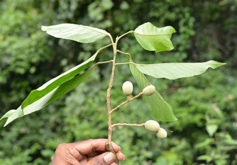 Elaeocarpus Eflora Of India