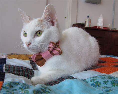 Cat Bow Tie Pattern 8 Steps With Pictures Instructables