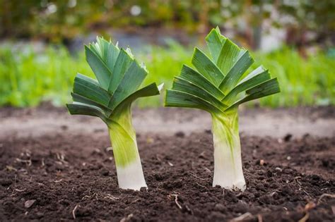 Premium Photo Harvesting Leeks Two Large Ripe Leeks Grow In The