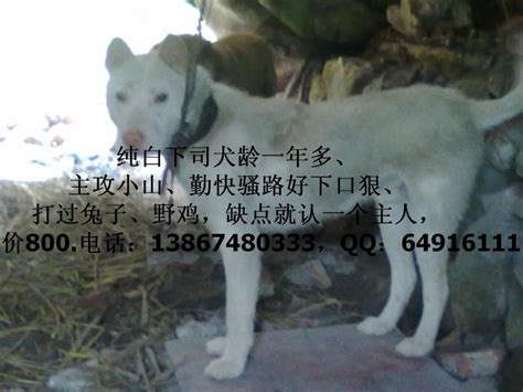 下司广西土猎犬小山大山潜力犬出售 宠物送养区 杭州19楼