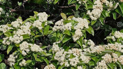 Tree Branches With Flowers And Green Leaves Of Sorbus Alnifolia Stock