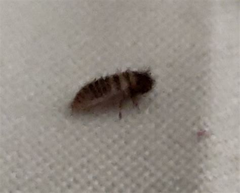 Fluffy Bug R Whatisthisbug