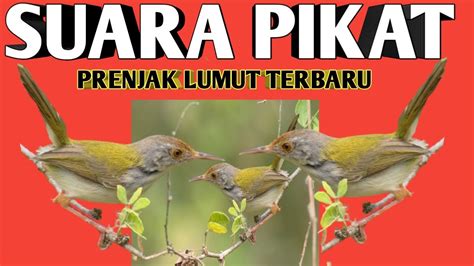 Suara Pikat Prenjak Lumut Ribut Terbaru Durasi Panjang Youtube