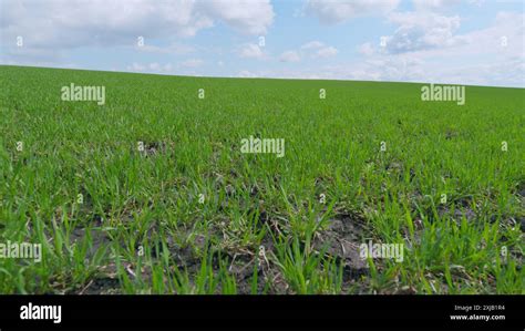 Pan Green Grass Lawn Green Background Of Grass Leaf In Field Agriculture Landscape Stock