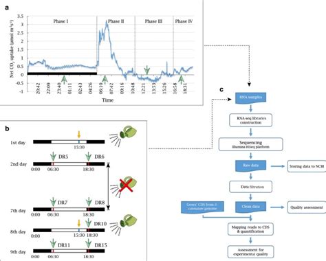 RNA Seq Transcriptomic Profiling Of Crassulacean Acid Metabolism