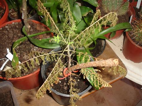 Jacaranda Joven Se Muere