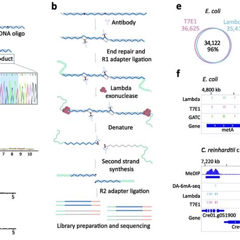 Development Of Endonuclease Facilitated Mm Seq Method For 6ma Mapping
