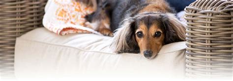8 Tips To Protect Your Pet During Natural Disasters Hills Pet