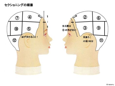 ① ② ③ ④ ⑤ ⑥ ⑦ ⑧ ⑨ ⑩ ⑪ ⑫ セクショニングの順番 3cm 6cm V字型 ⑧⑨⑩の幅は 1：1：1（6cm） Ppt