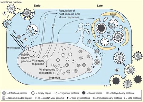 Human Cytomegalovirus HCMV Antigens Creative Diagnostics