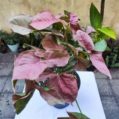 خرید و قیمت گیاه زیبای سینگونیوم صورتی پس کرایه از غرفه هیوا گاردن