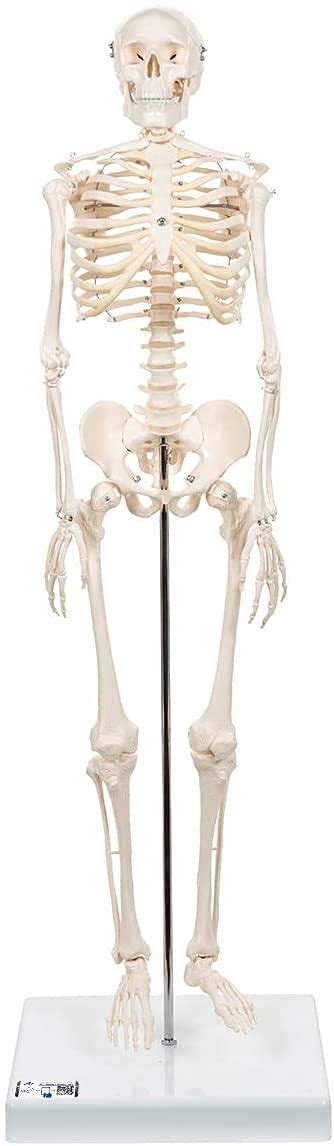 B Scientific mały model szkieletu człowieka Allegro pl