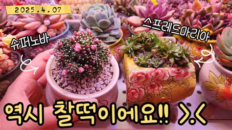 슈퍼노바 선인장×스프레드마리아 철화 다육이 분갈이 영상 찰떡으로 잘 어울려서 깜짝 놀랐어요😆 Youtube