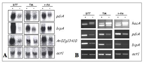 Genechip Results Were Confirmed For Some Genes Using Northern Blotting