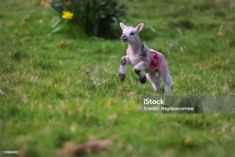 Cute New Born Spring Lamb Jumping And Frolicking In Green Fresh Grass