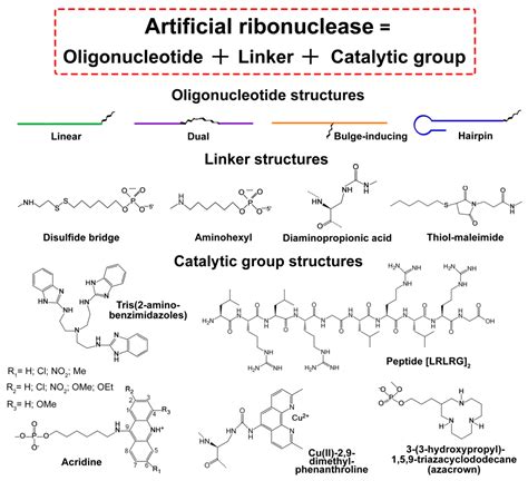 Oligonucleotide Structure