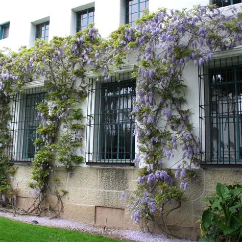 100 Wisteria Wallpapers