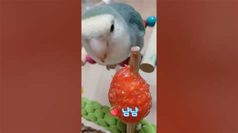 모란앵무 하늘 🍓 냠냠 딸기씨만 앵무새 Parrot 모란앵무 냠냠딸기 Youtube