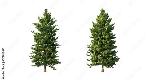 Growing Trees On White Background3d Animation Growth Grow From Small