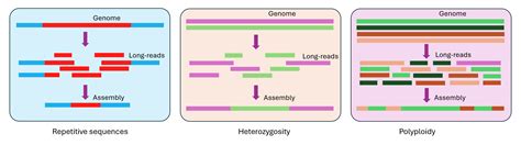 Genome Assembly Hands On Training Introduction To Genome Assembly