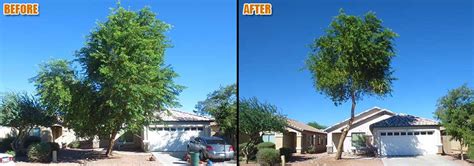 Tree Trimming Before And After
