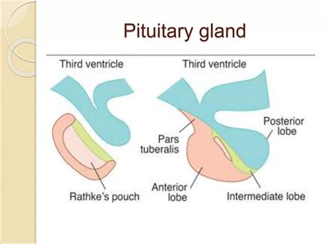 Hypothalamus Pituitary Axisppt