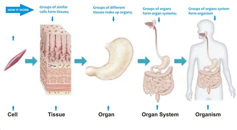 Know Your Body Organization Of The Body Dorens Specialist Hospital