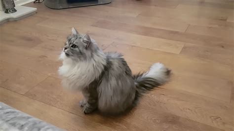 Cat Performs Insane Backflip Youtube