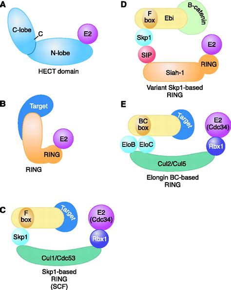 Emerging Roles Of Ubiquitin In Transcription Regulation Science