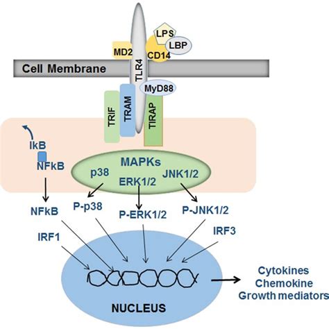 Schematic Of Lps Induced Signaling In Inflammatory Cells Lps In