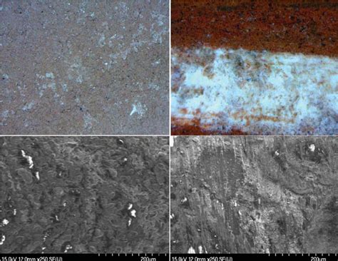 Optical Micrographs Top And Sem Images Bottom Of Fresh Left And Download Scientific