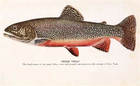 🔥 40 Brook Trout Wallpapers Wallpapersafari