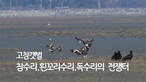 고창갯벌 참수리 흰꼬리수리독수리 전쟁터 Youtube