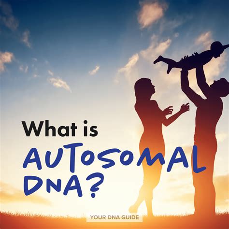 What Is Autosomal Dna Atdna Autosomal Dna Test