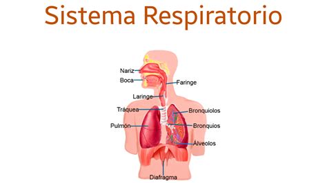 El Sistema Respiratorio For Android Apk Download