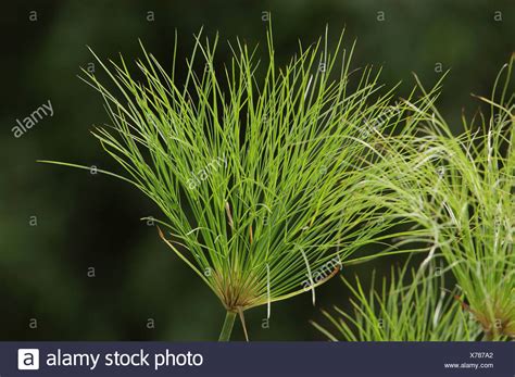 Papyrus High Resolution Stock Photography And Images Alamy