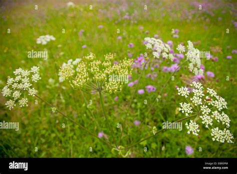 Cow Parsnip Common Hogweed Hogweed American Cow Parsnip Heracleum Sphondylium