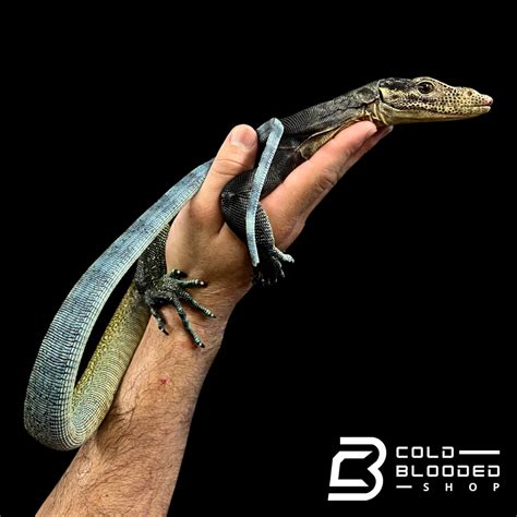 Juvenile Tri Color Monitor Varanus Yuwonoi