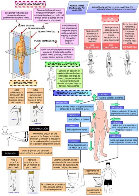 En Esta Imagen Se Muestran Las Tres Capas Germinativasectodermo En Esta Imagen Se Muestran Las Tres Capas Germinativasectodermo