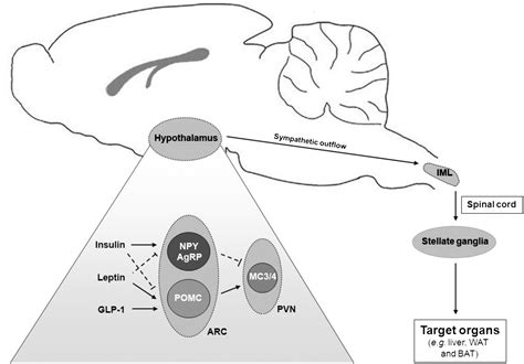 Vipergirl To Siberian Mouse Blowjob Sapjebrand