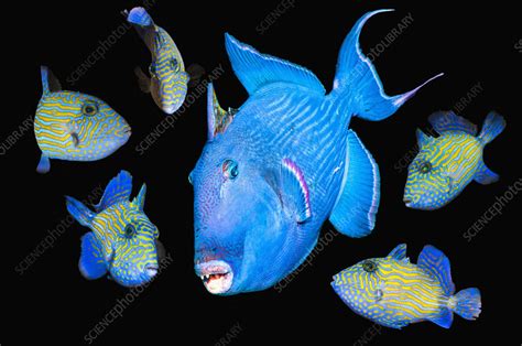 Blue Triggerfish Stock Image C0567301 Science Photo Library