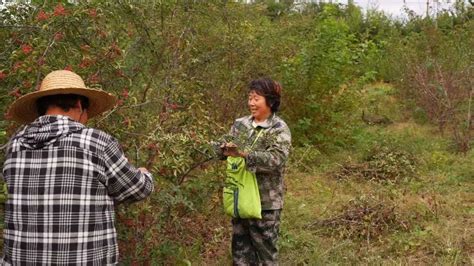 【三个努力建成】河北迁安： 花椒挂枝头 奏响富民曲澎湃号·政务澎湃新闻 The Paper