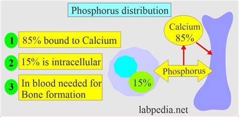 Phosphorus P Inorganic Phosphate Po4 Inorganic Phosphorus